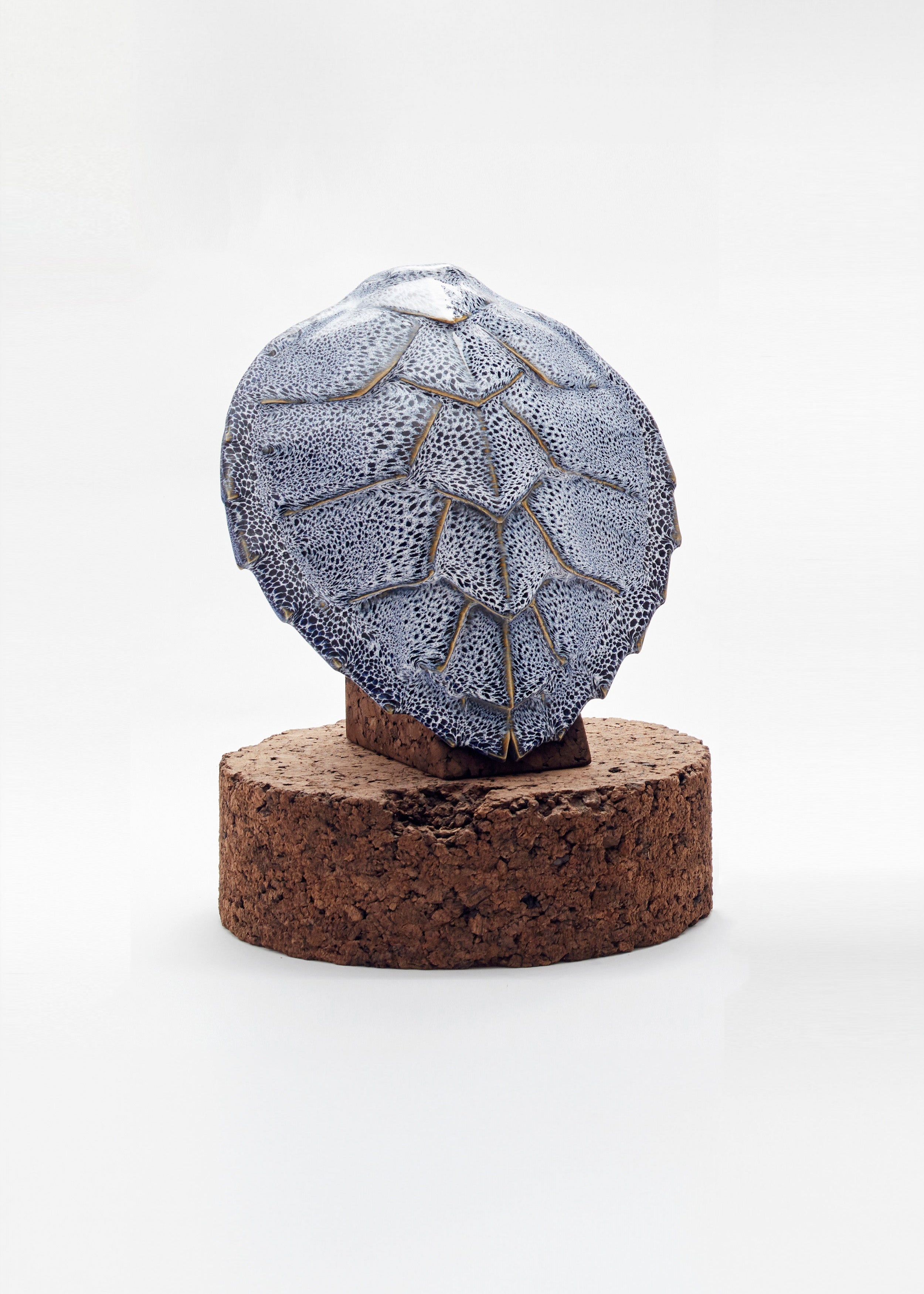 Wiid Hawksbill Sea Turtle Shell Ceramic Wall Cast, Handcrafted ...